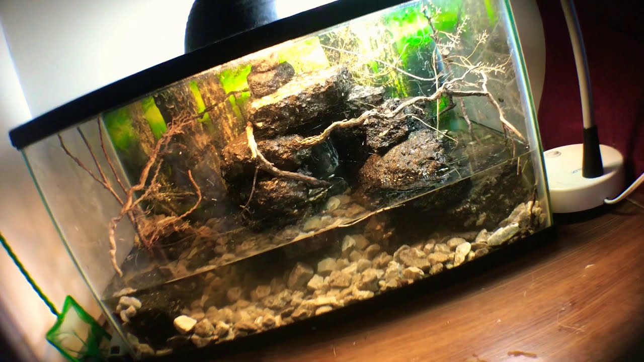 Southern Leopard Frog Habitat