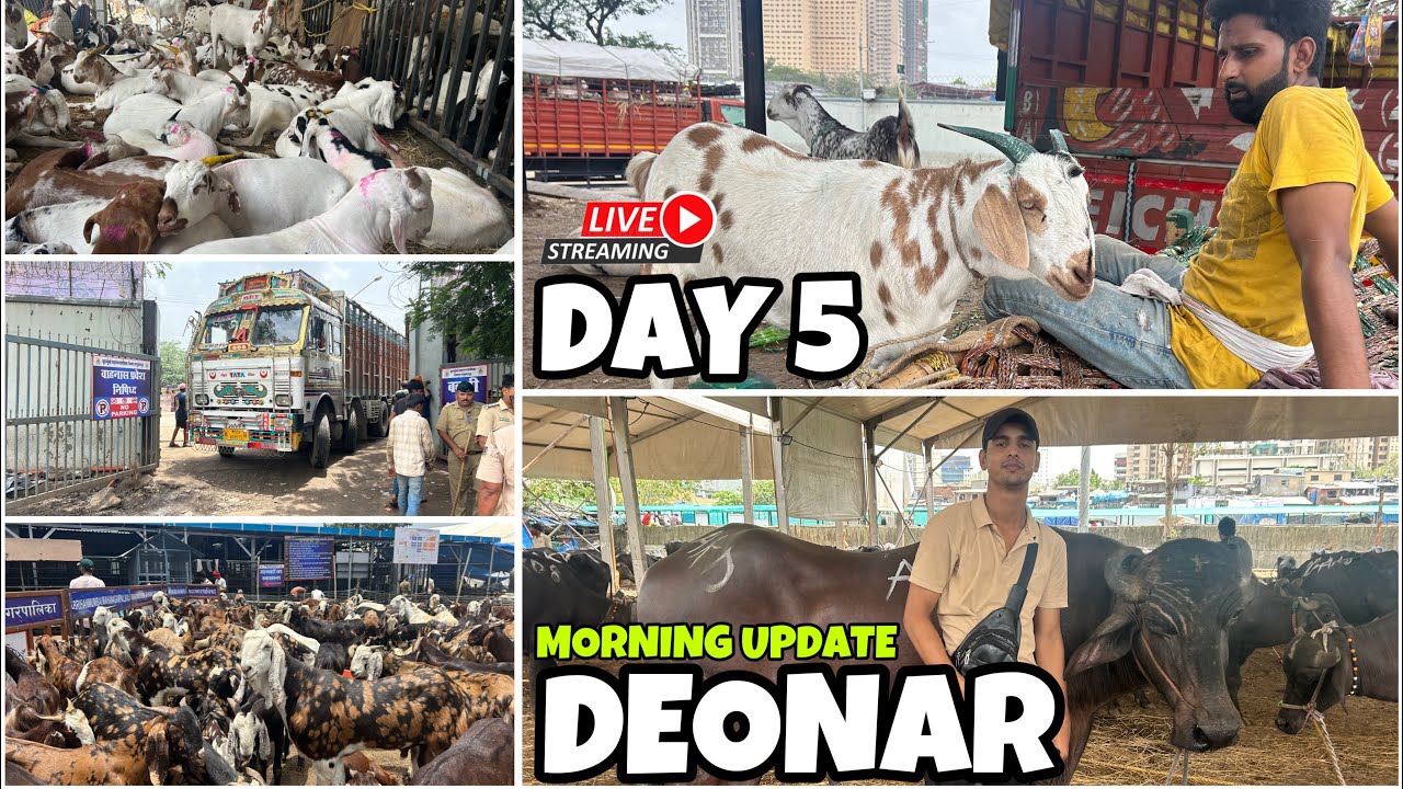 DEONAR BAKRA MANDI DAY 5 LATEST UPDATE 2025 || DEONAR OVERFULL HUA ...