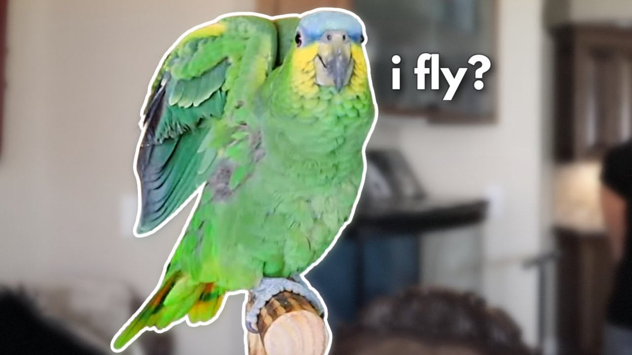 Amazon Parrot Flying