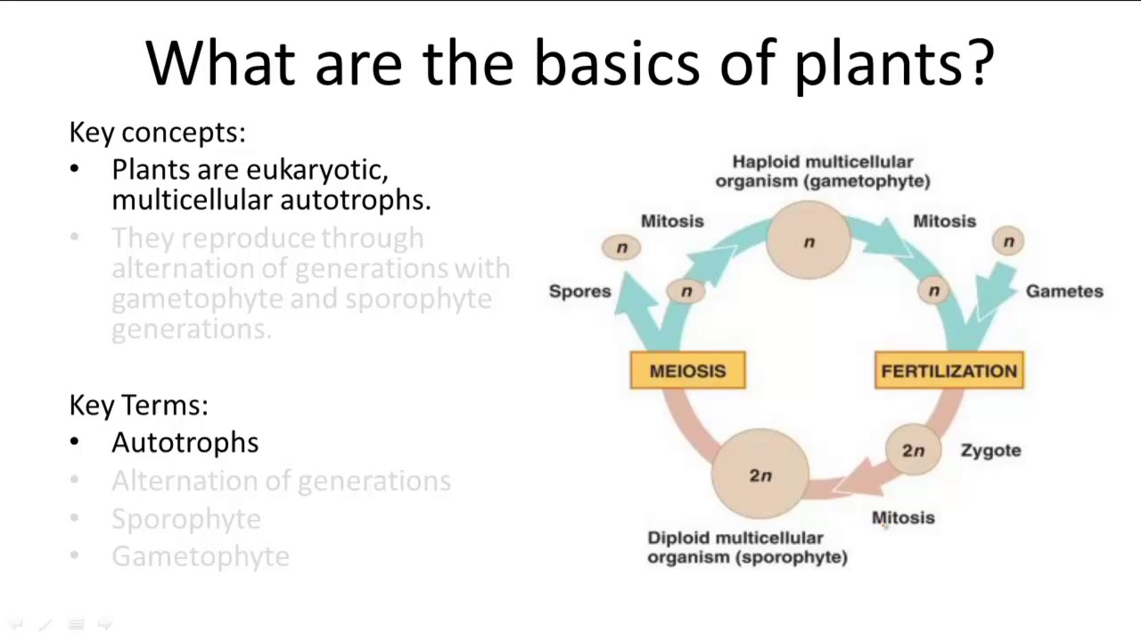 Plants: Classification, Reproduction, and Evolution - YouTube