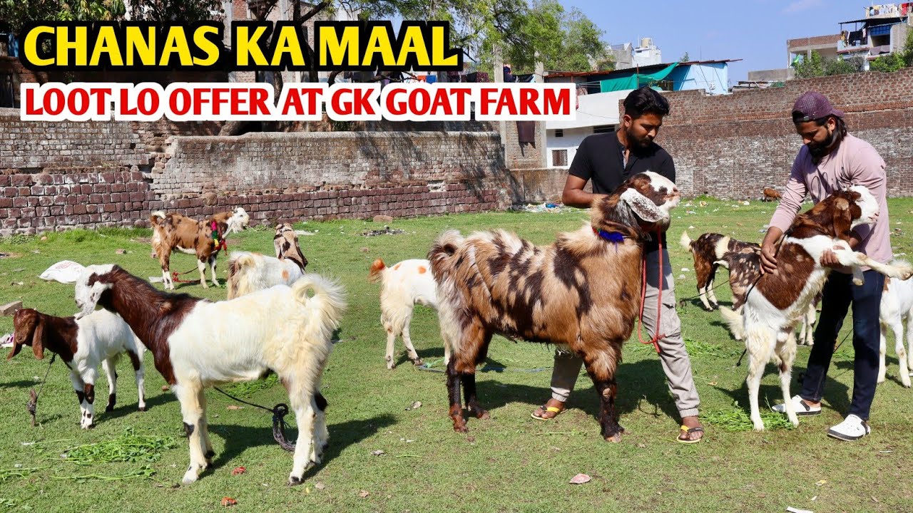 Chanas Ka Maal Kota Malwa Gujri Loot Lo Offer At GK Goat Farm - YouTube