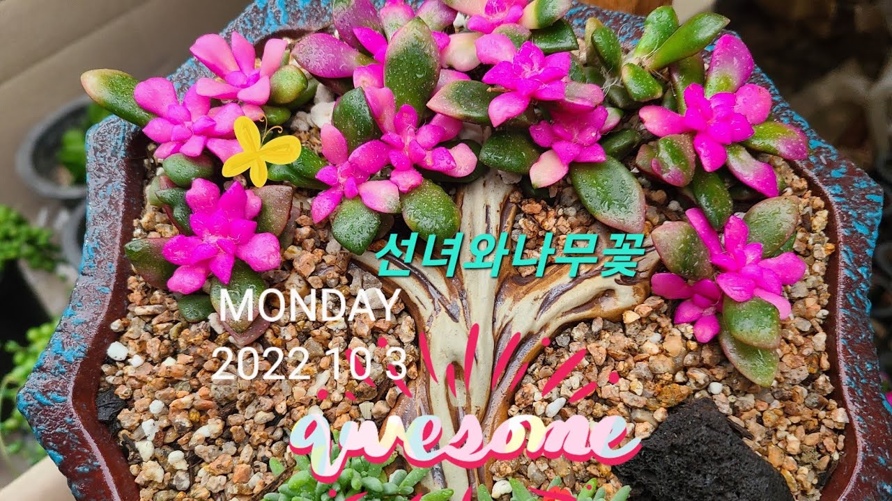 2022년 10월3일 선녀와나무꽃국민다육 방문구매4개5000원 신상안내화분다육화분신상안내다육금화분택배다육택배