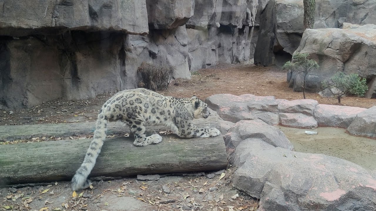Snow Leopards, Axolotls, and More at Chapultepec Zoo, Chapultepec Park ...