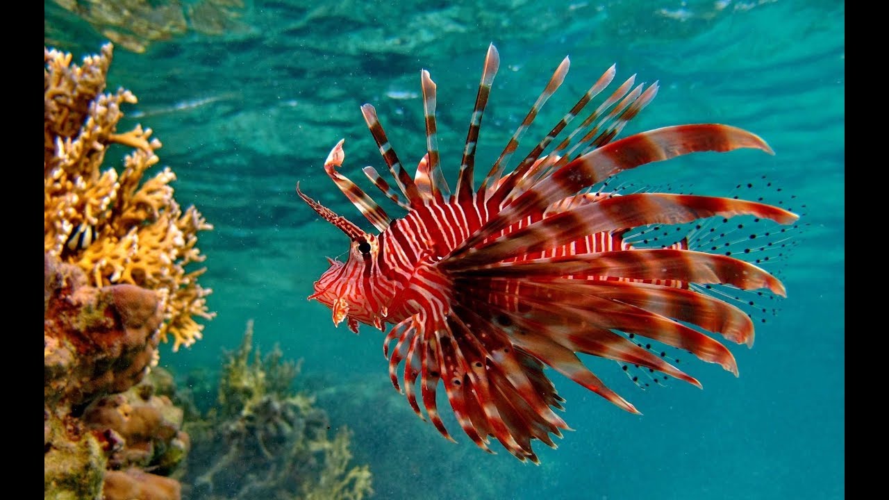 Snorkeling in Cuba, playa Pesquero, november 2016 (with lionfish ...