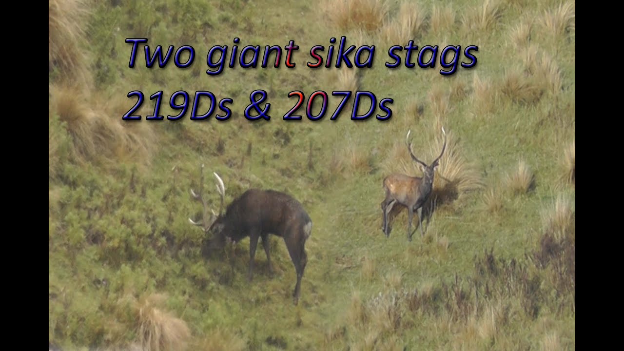 Hunting 2 giant sika stags - YouTube