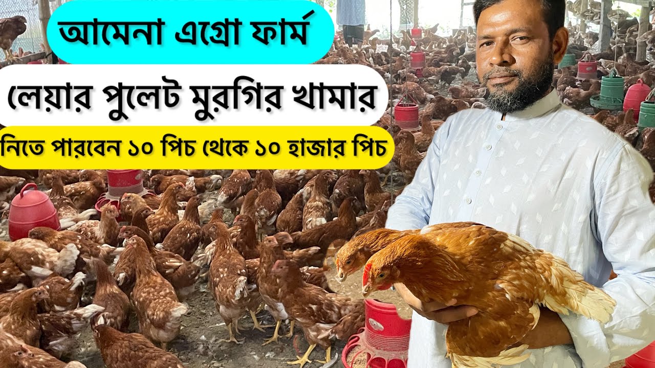 লেয়ার পুলেট মুরগির খামার | পুলেট মুরগির দাম | layer murgi farm bangla ...