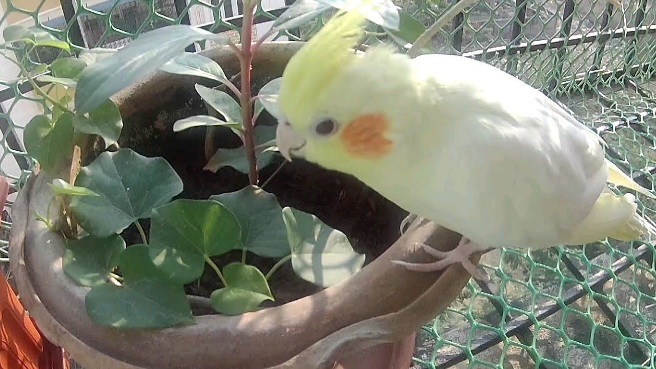 Ruby the Cockatiel enjoying the sunshine #ParrotWorld - YouTube