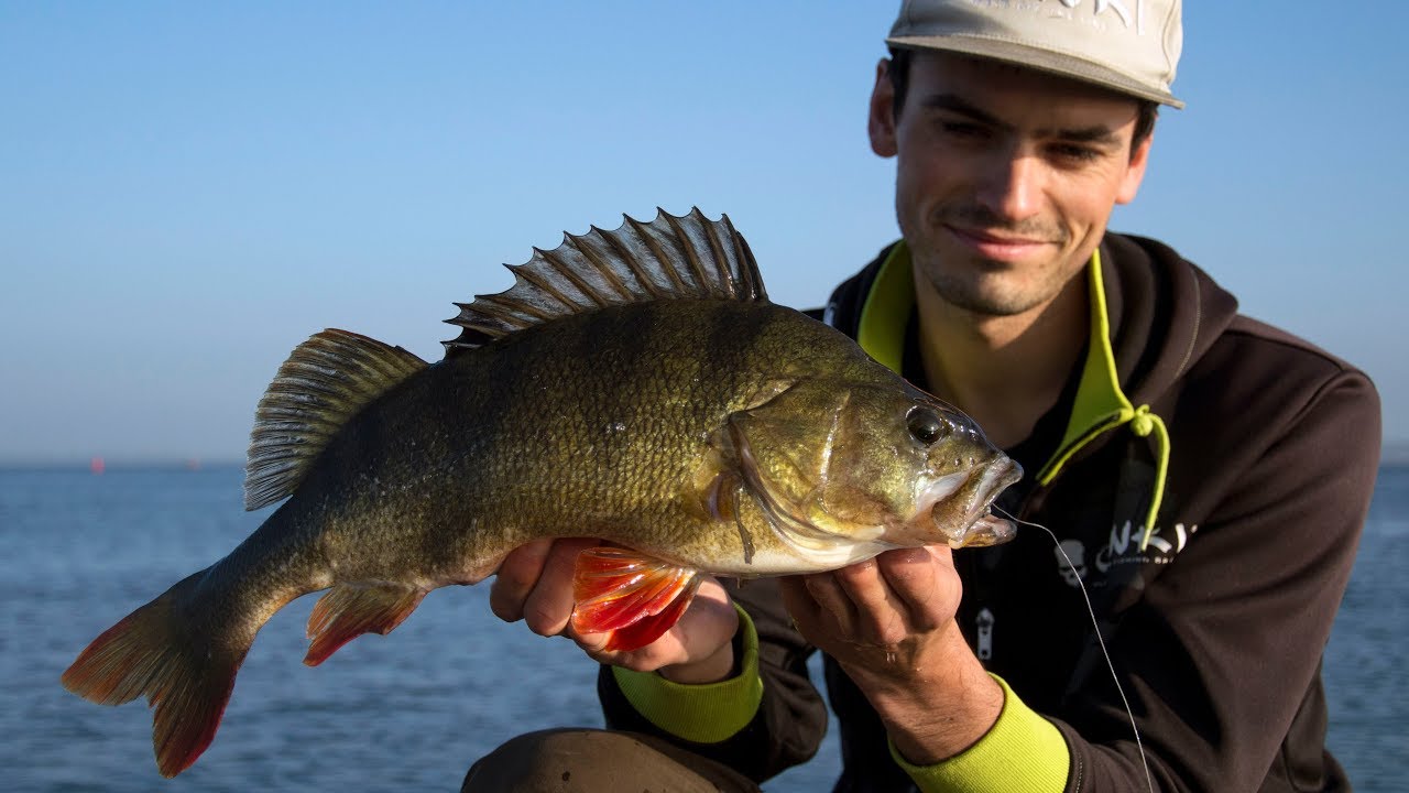 BIG Perch Fishing in the autumn on a big lake in Holland - YouTube