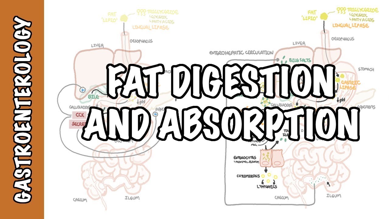 BIO Lipid Metabolism - Lipid Digestion & Absorption - YouTube