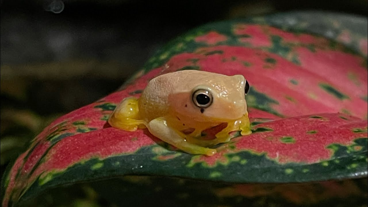 Graceful Tree Frog enclosure Green tree frog - YouTube