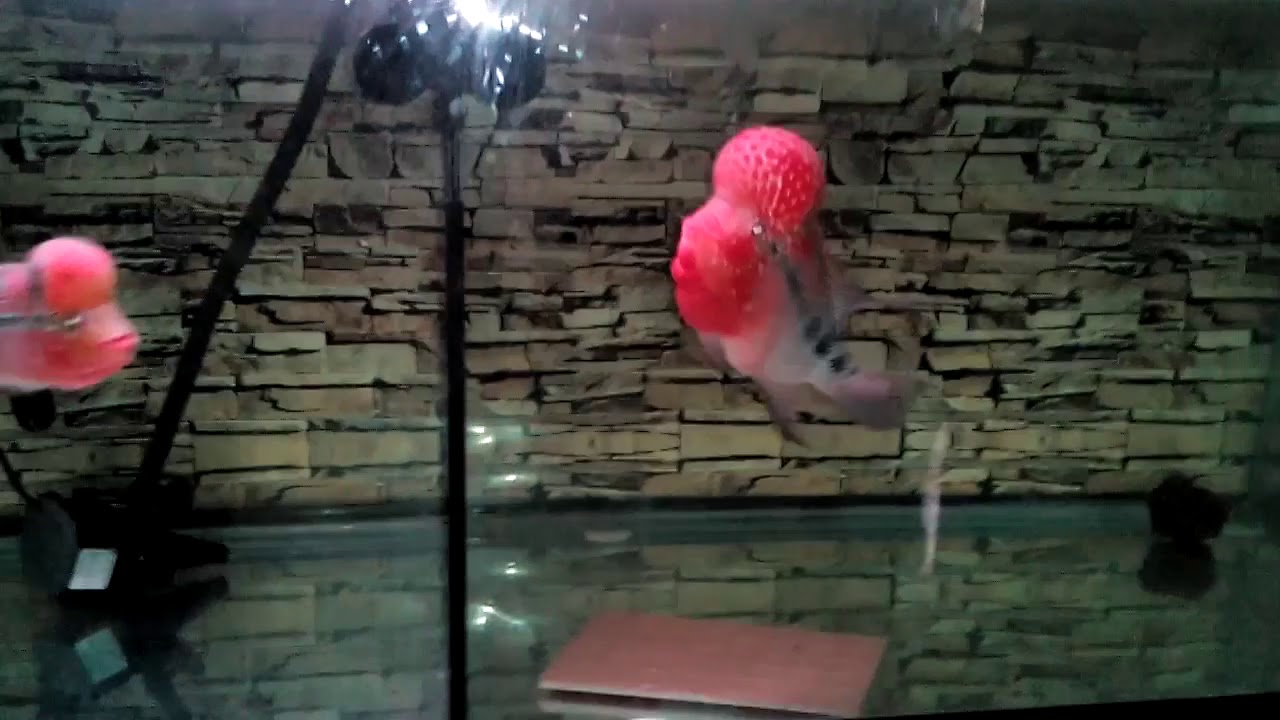 Thai Zz Flowerhorn - YouTube