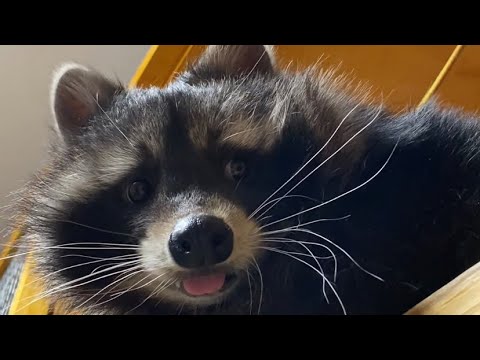 Комплекс Наполеона… - YouTube