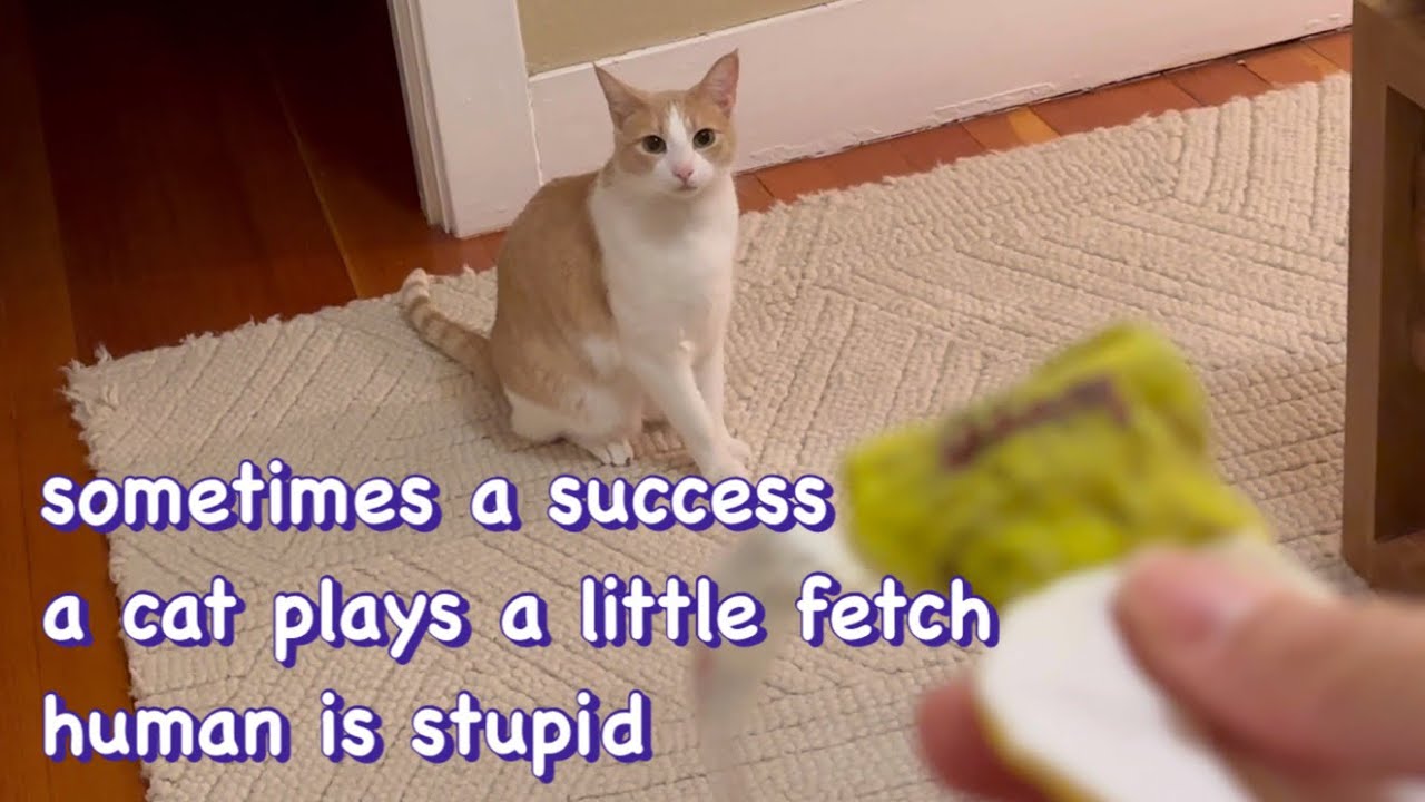 sometimes a success, a cat plays a little fetch, human is stupid #cat # ...