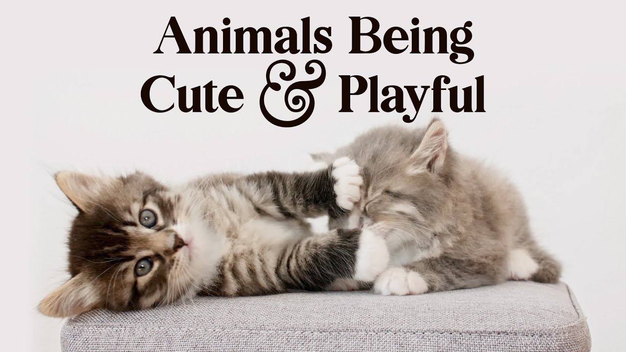 Animals Being Cute And Playful - cute animal videos, funny animal ...