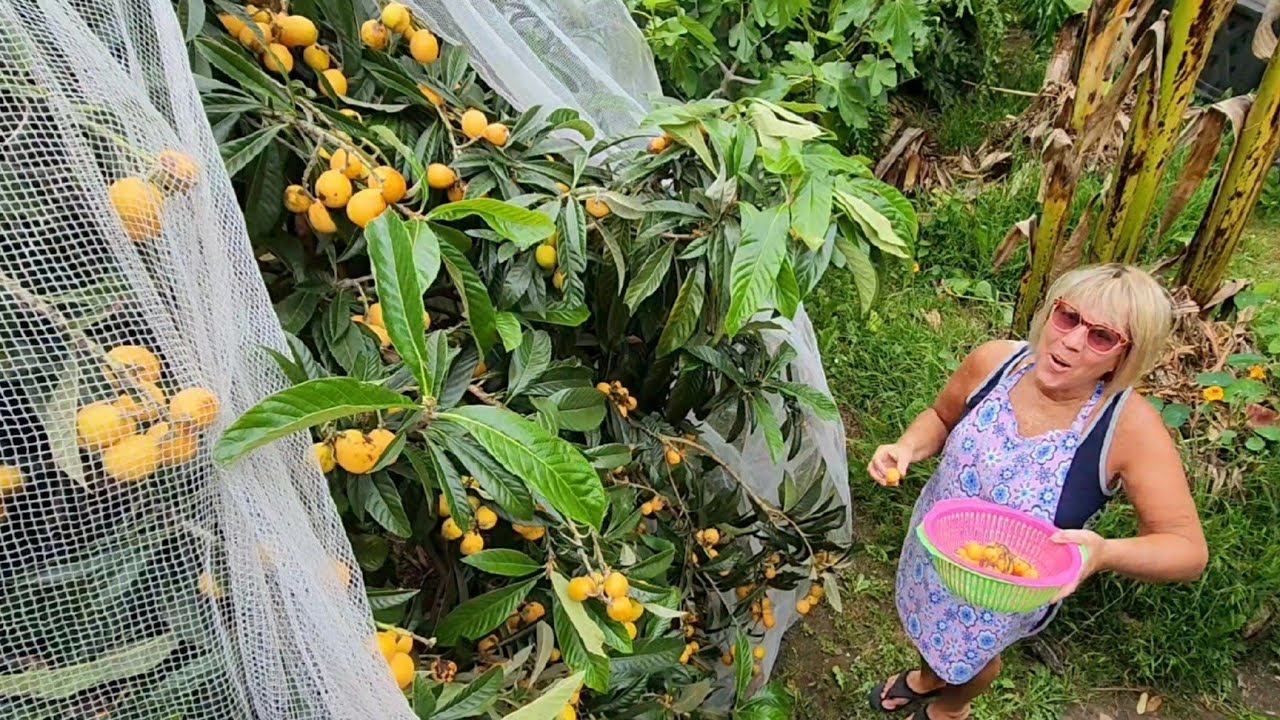 Foraging Tree Ripened Fruit In Melbourne - Late Spring 2022 - YouTube