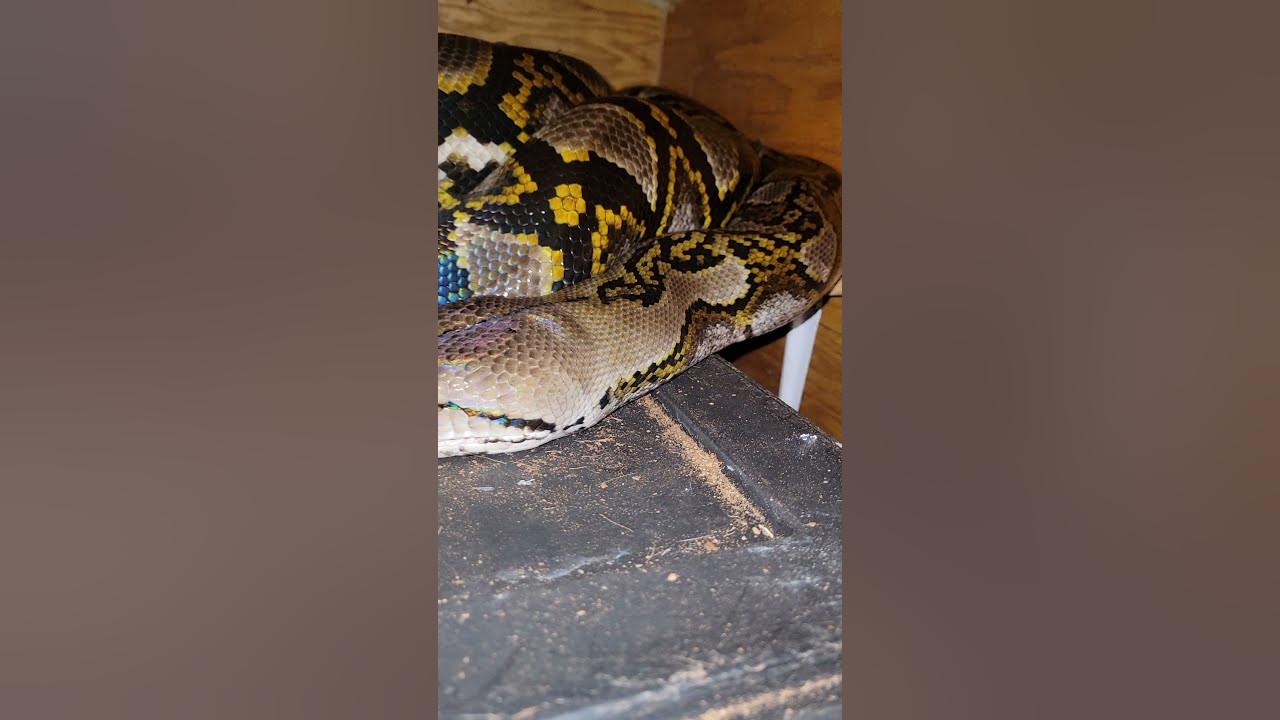 Huge Reticulated python - YouTube