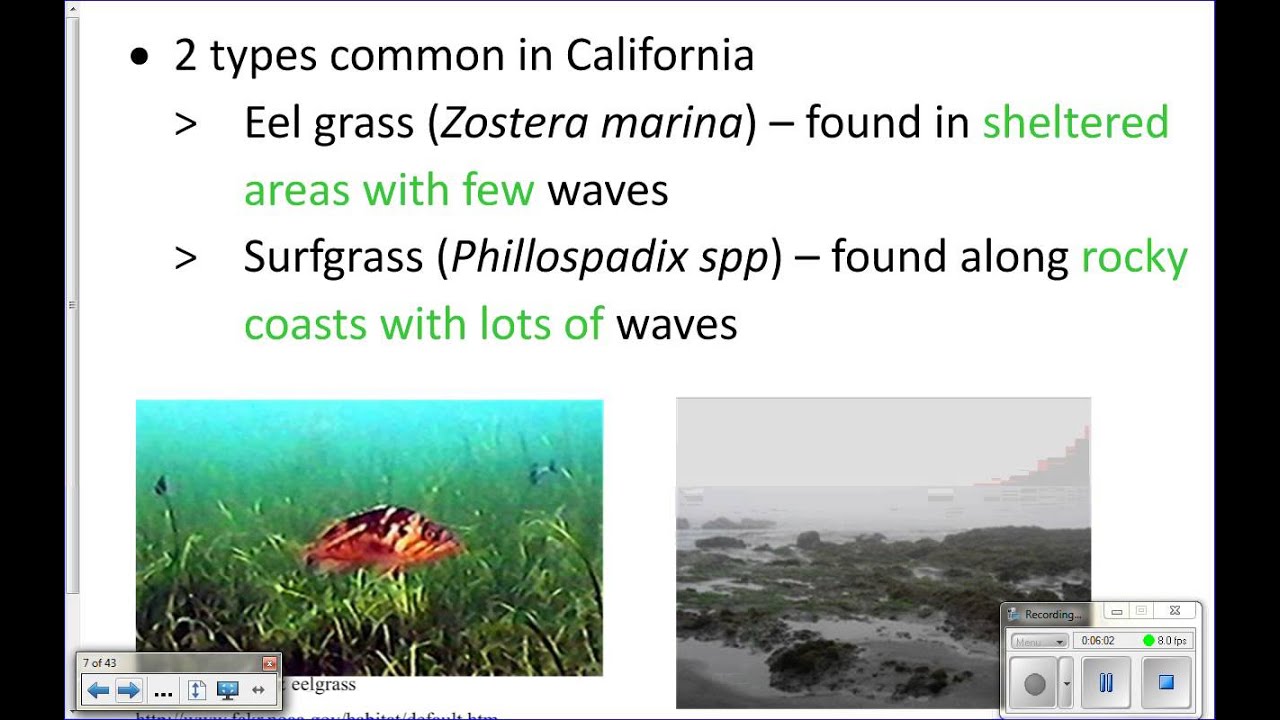 Anthophytes - YouTube