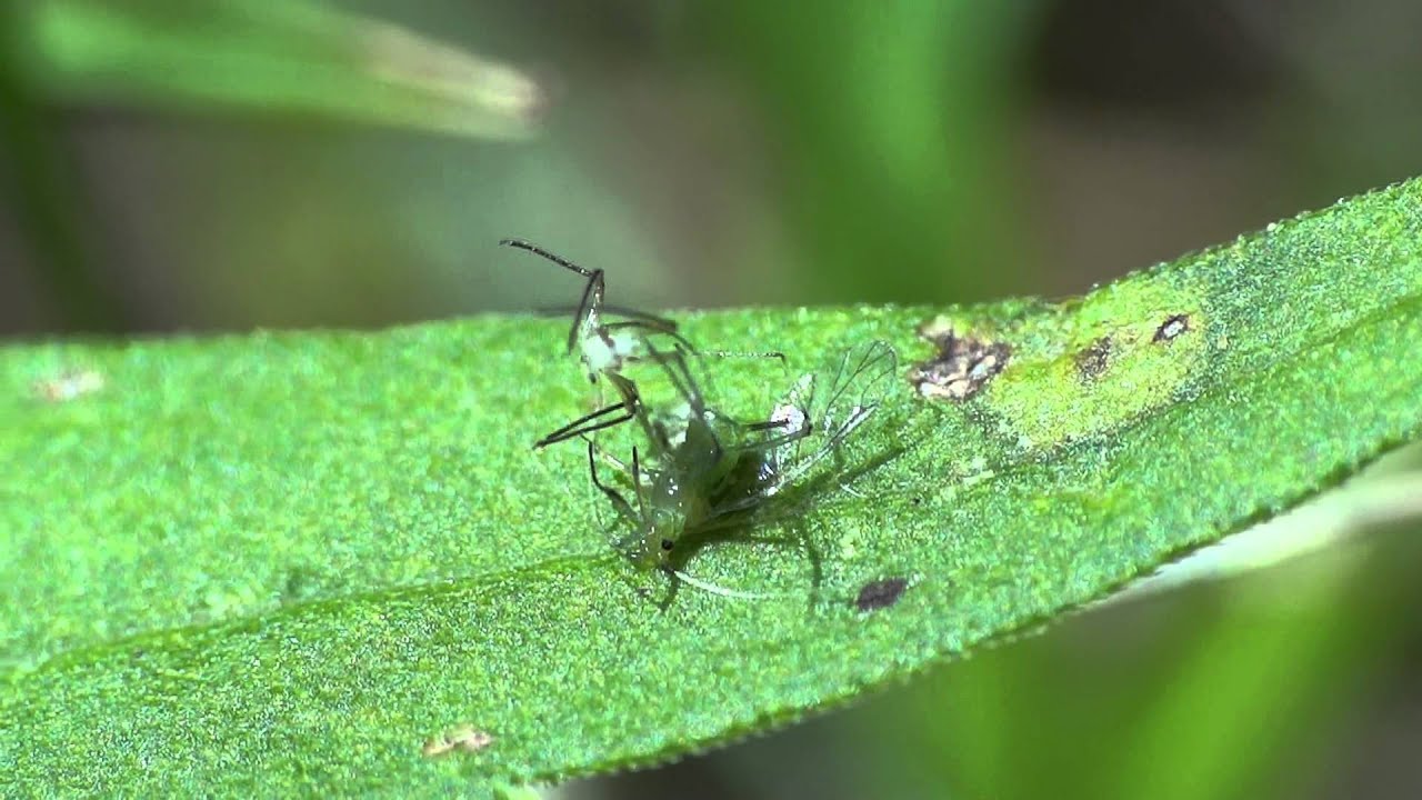 Aphid shedding its exoskeleton - YouTube