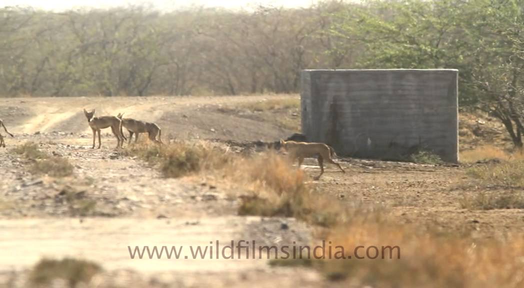 Wolf pack (Canis lupus) in Gujarat, India - YouTube