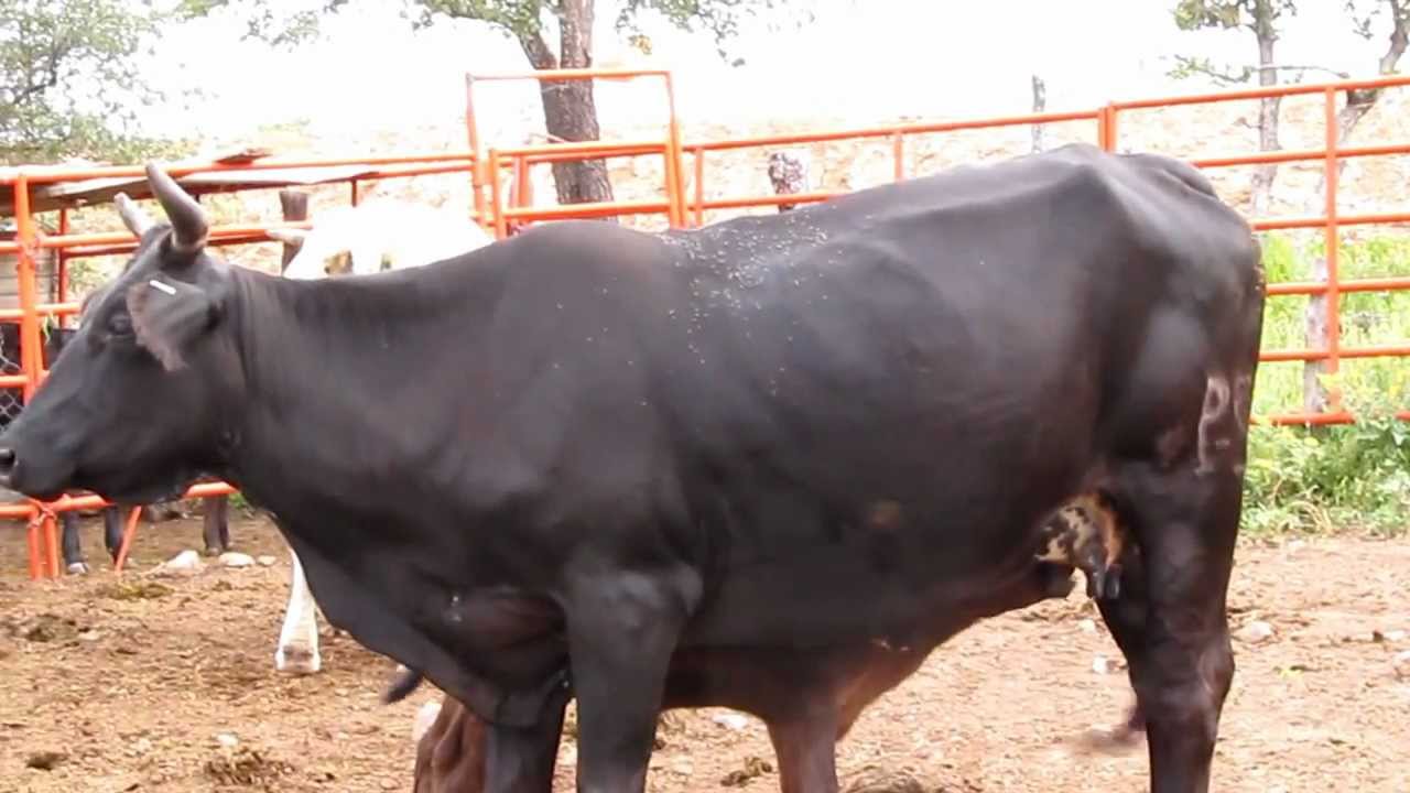 Ordeñando las vacas - YouTube
