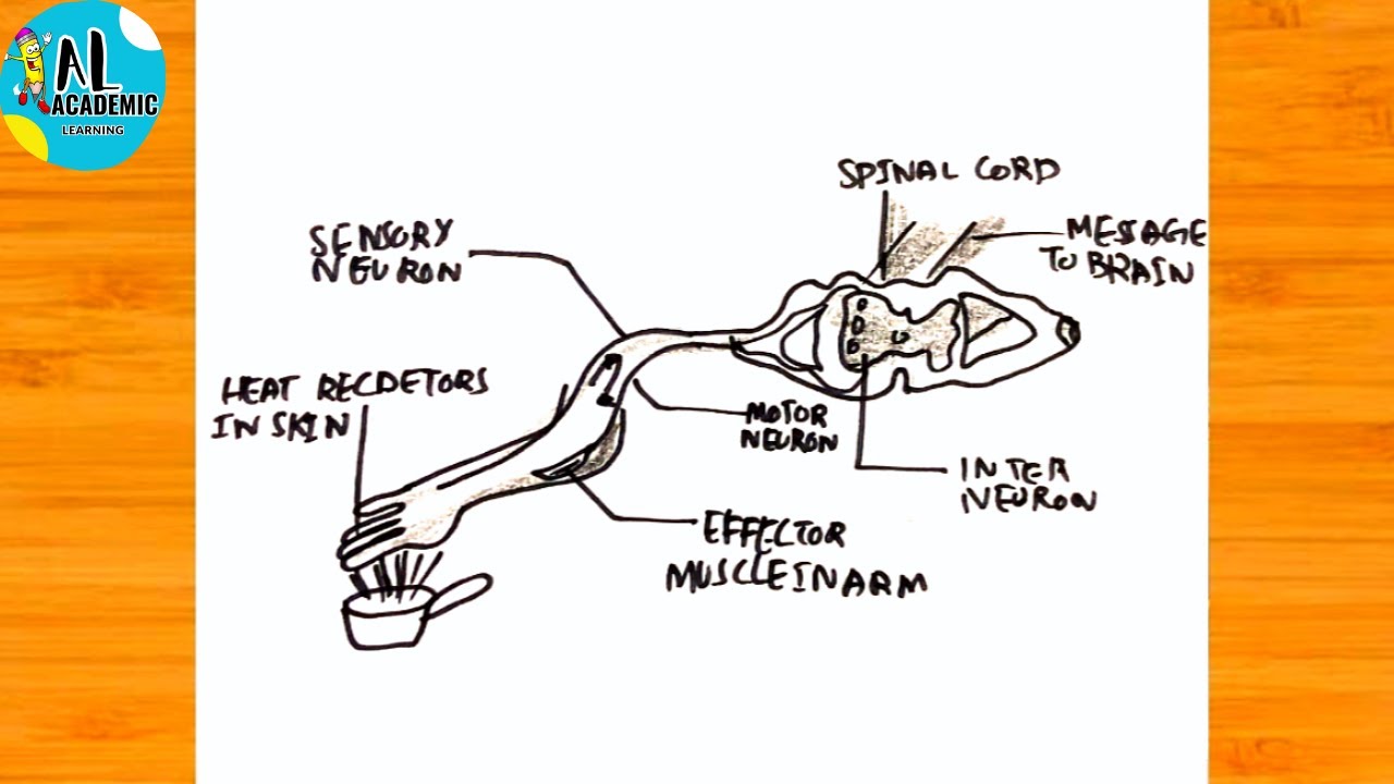 How to draw diagram of Reflex Arc Easily | Drawing Reflex Arc | Diagram ...