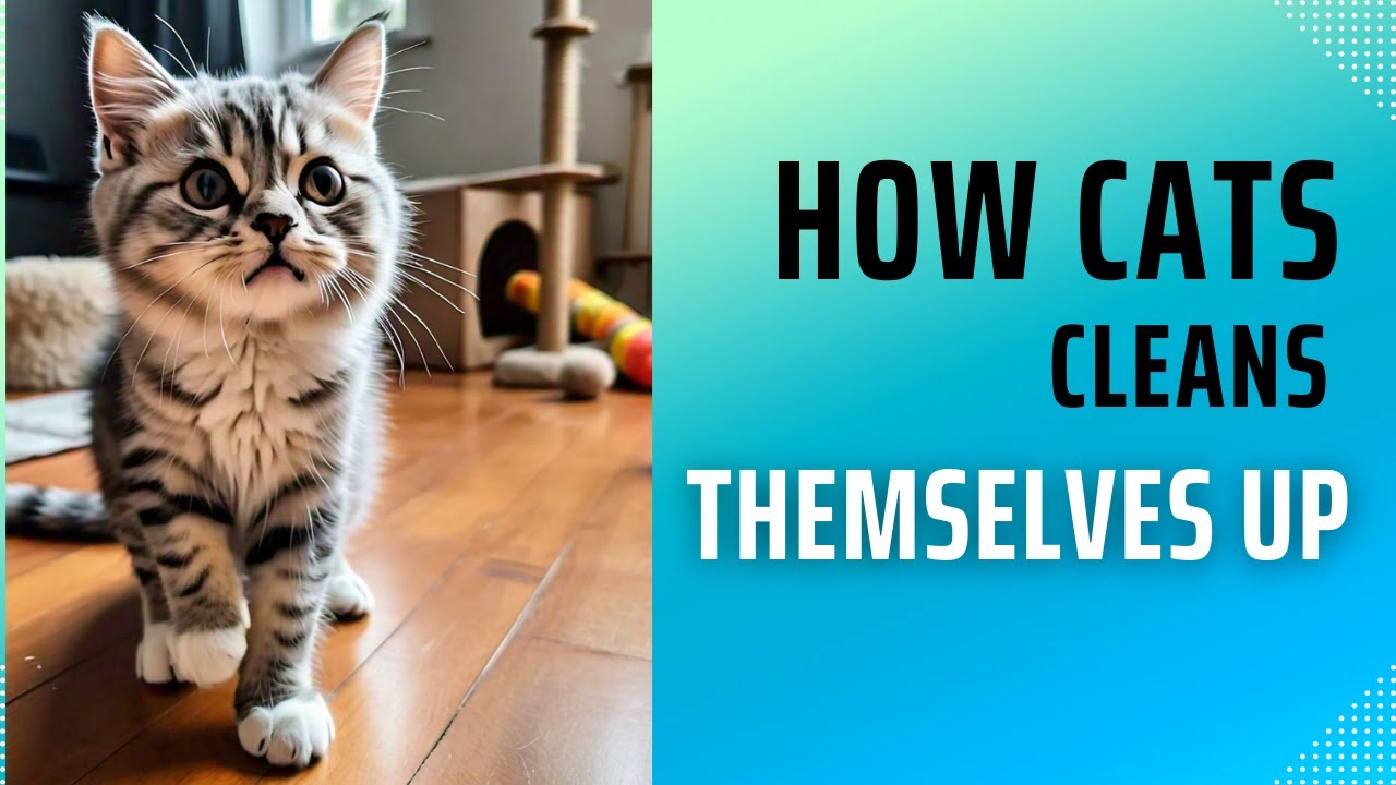 How Cats Clean Themselves Up - YouTube