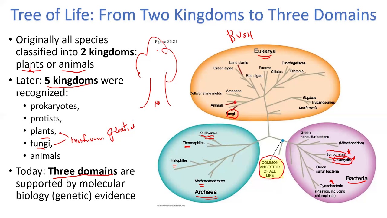 Tutorial 19 Patterns of Evolution - YouTube