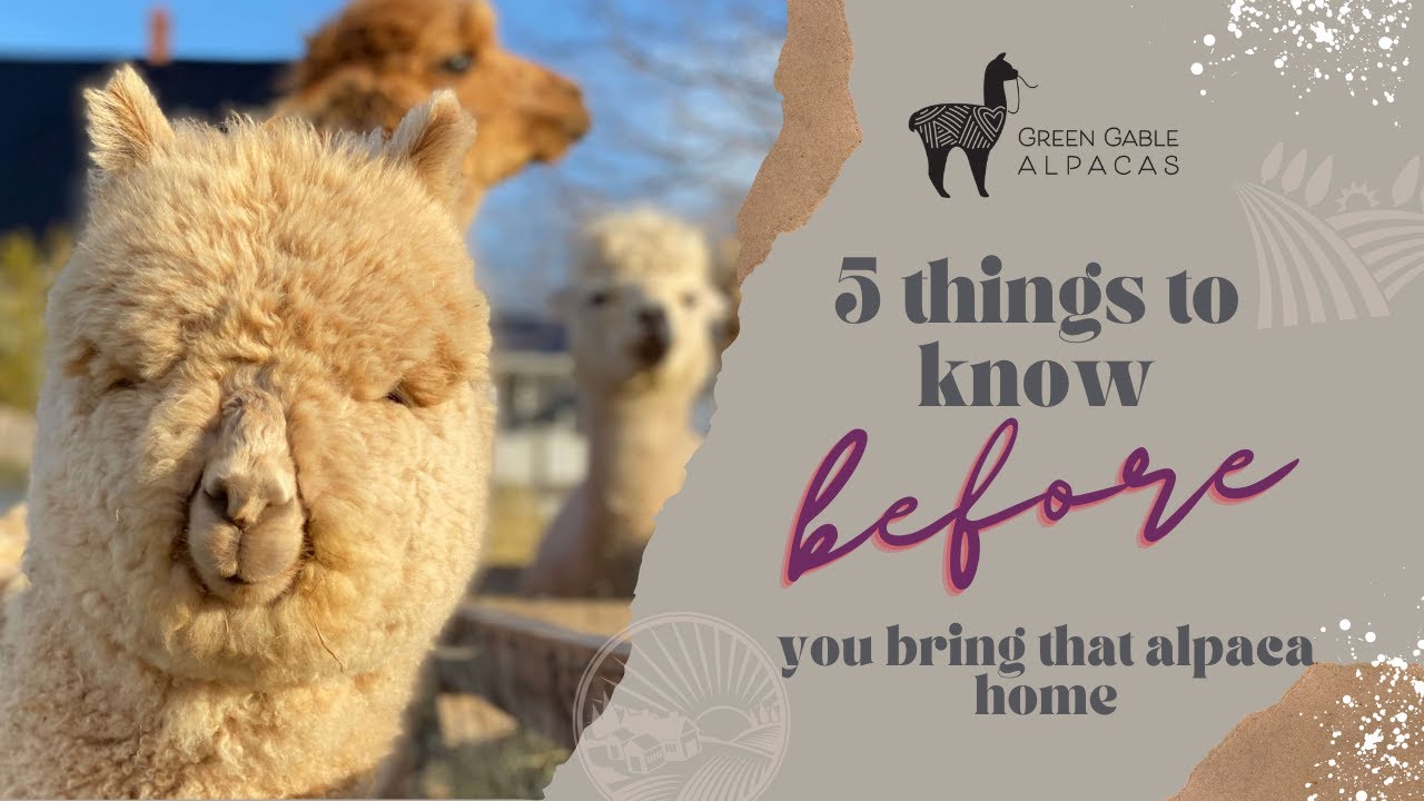 5 Things to know before you bring an alpaca home - YouTube