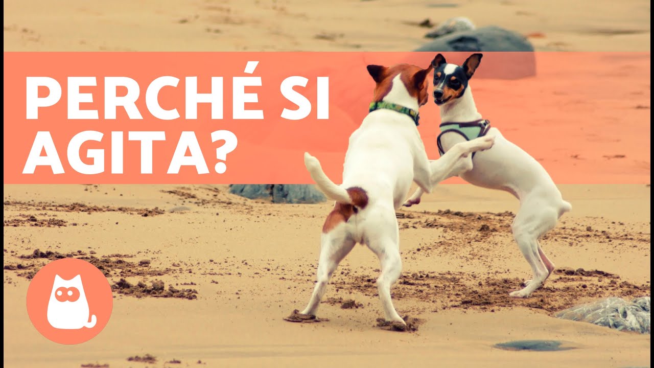 Il mio CANE IMPAZZISCE quando VEDE altri CANI 🐶 (6 cause di un CANE ...