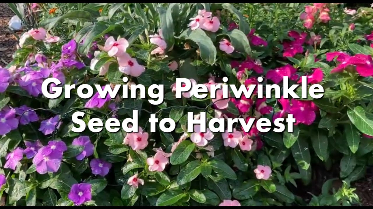 My Experience Growing Annual Periwinkle (Vinca) Seed to Harvest 2024 ...