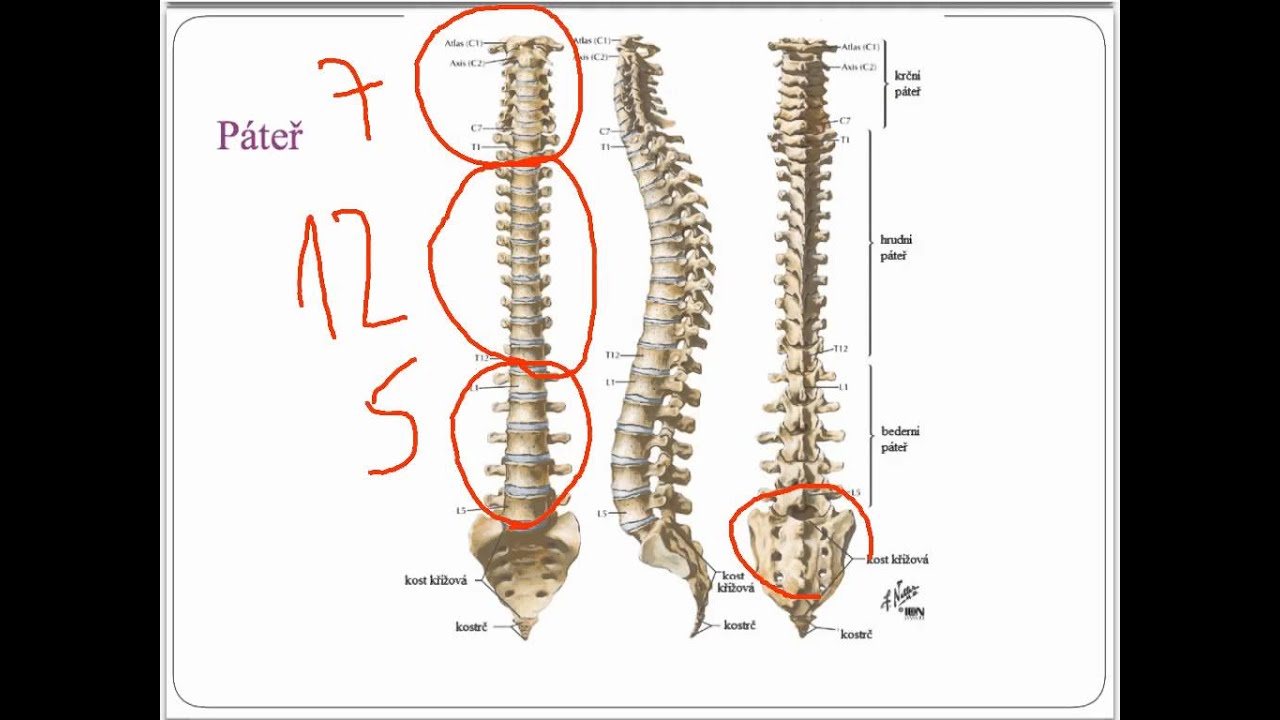 Kosterní soustava - YouTube