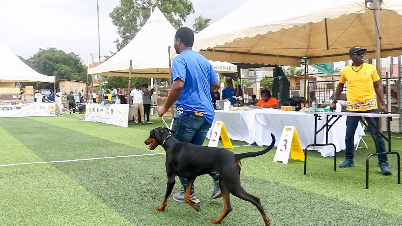 Doberman steps gracefully into Dog Show ring - YouTube