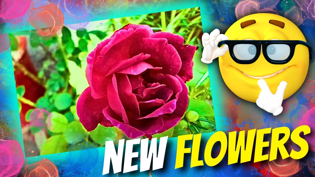 "Lots of New Flowers Blooming in My Terrace Garden | Stunning Floral ...