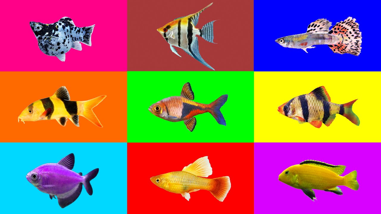 Fish: Molly fish, Tetra Fish, Angle Fish, Tiger Barb, Palty Fish, Guppy ...