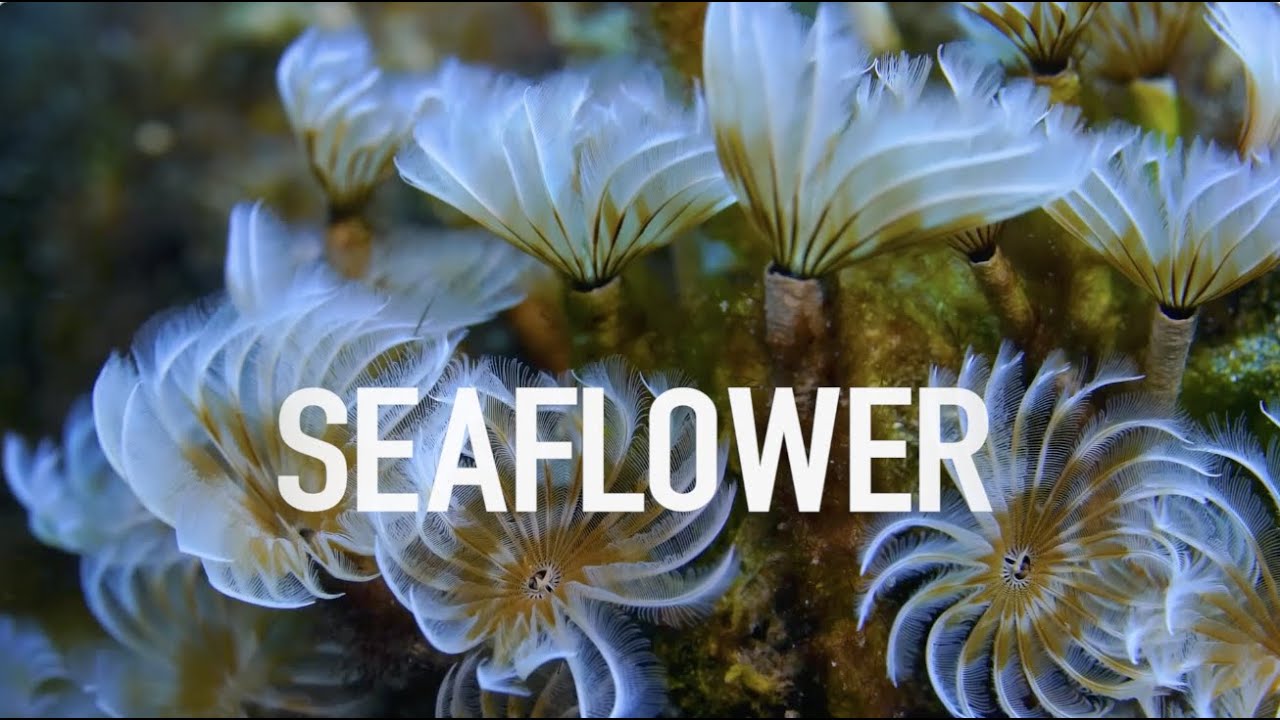 SEAFLOWER / Archipiélago - YouTube