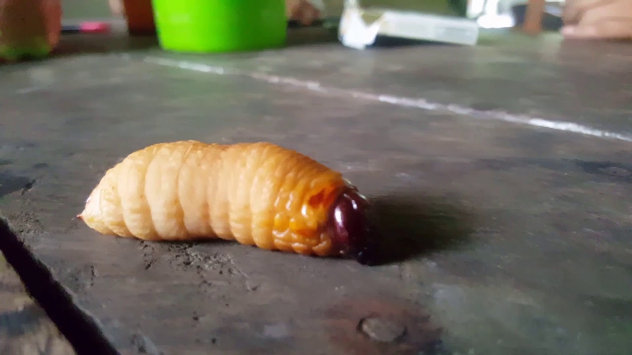Rhynchophorus ferrugineus - Red Palm Weevil (Ulat Sagu) - YouTube