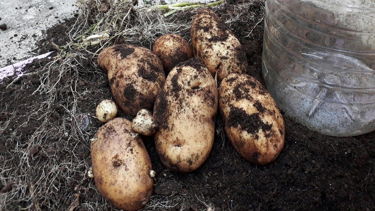 PAANO MAGTANIM NG PATATAS SA BOTE | DIY GARDEN | - YouTube
