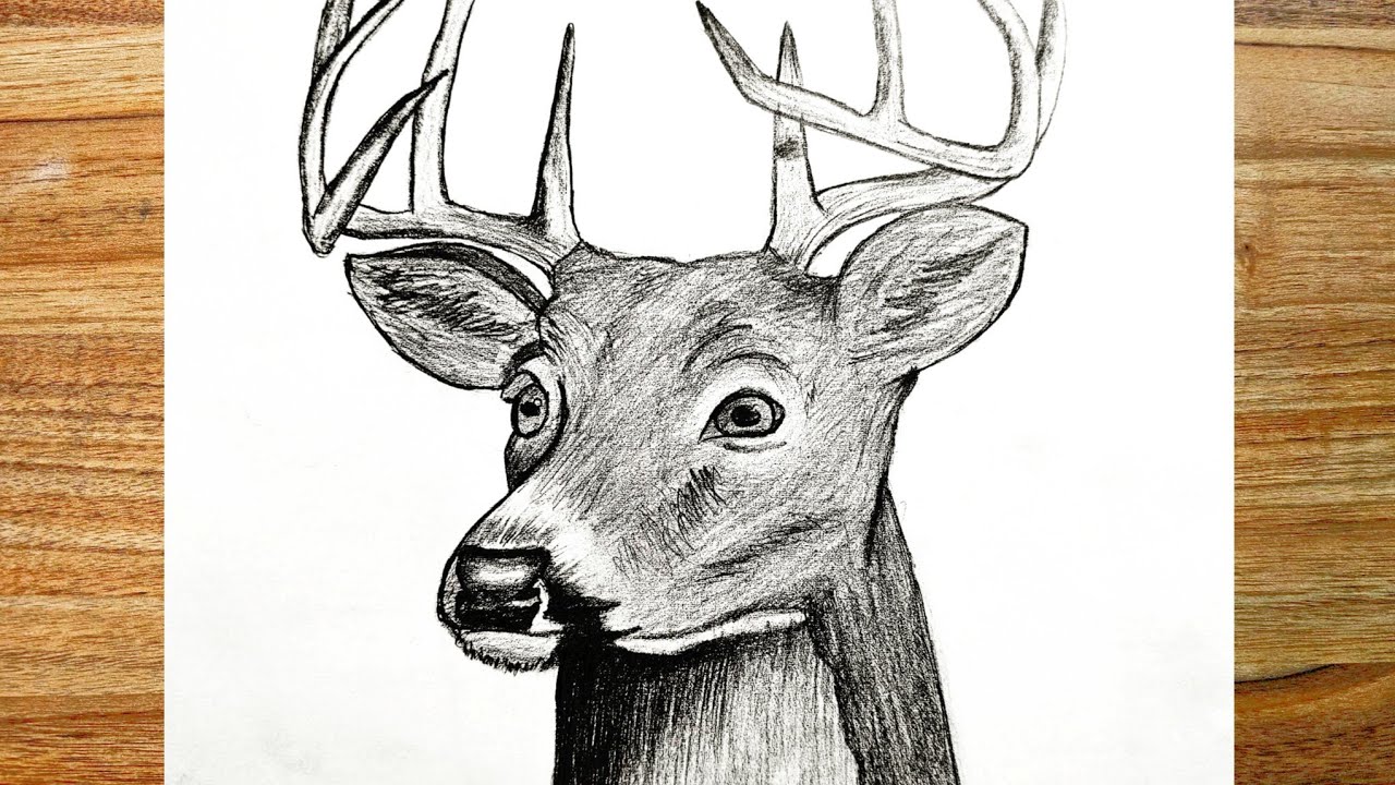 "Deer with Intricate Antlers: Detailed Pencil Drawing" - YouTube