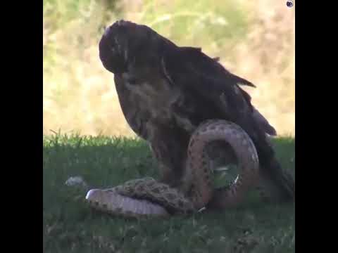 Python took its last breath | Python vs Eagle - YouTube