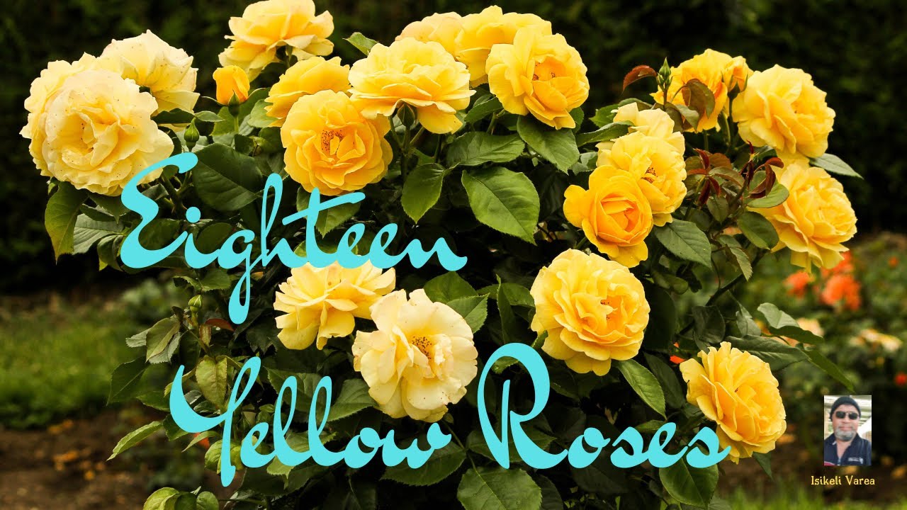 Eighteen Yellow Roses - Tribute Cover of Bobby Darin Hit Song - YouTube
