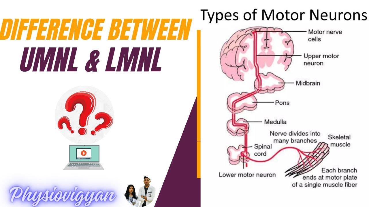 Difference between UMNL & LMNL ll UMNL and LMNL - YouTube