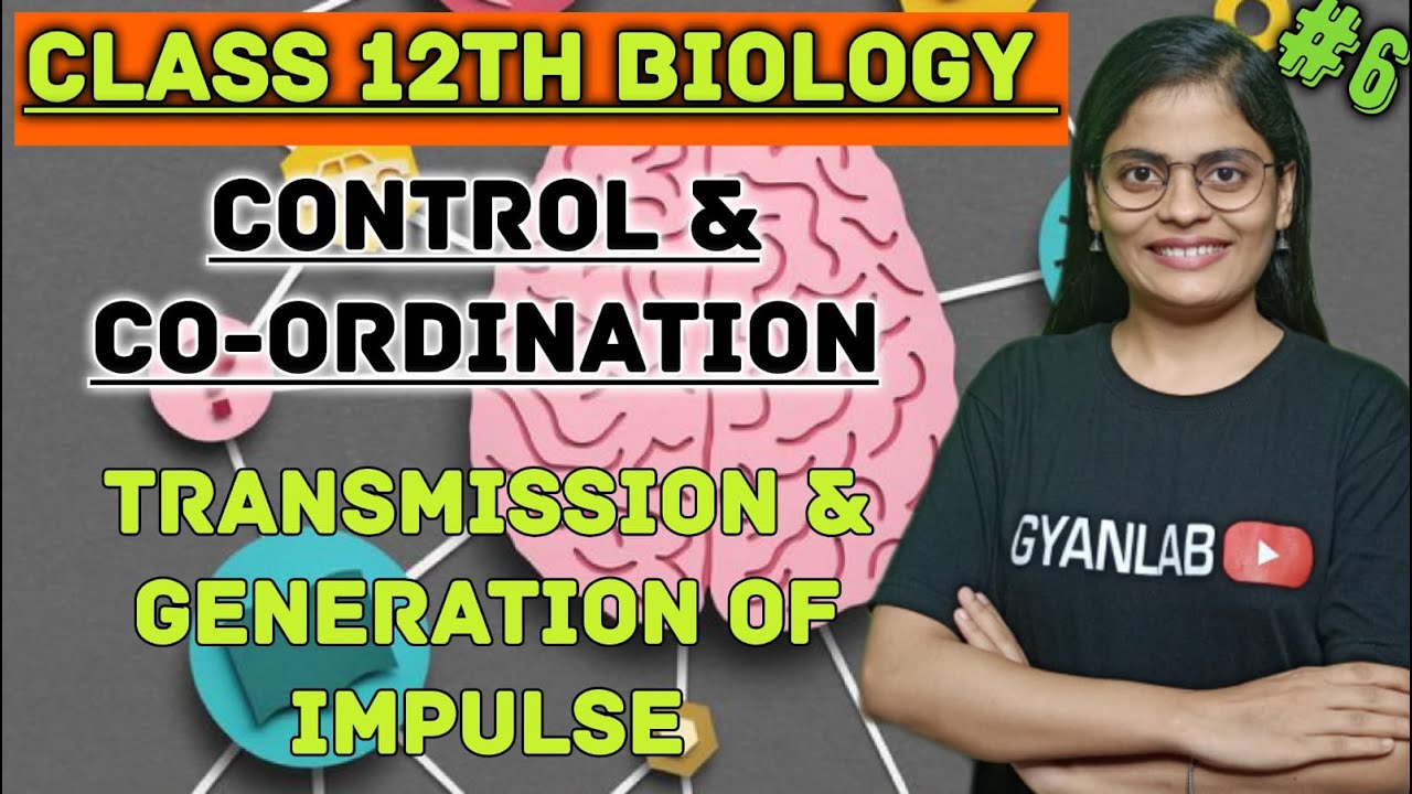 L6 | Class 12th Biology | Control & Co-ordination | Transmission ...