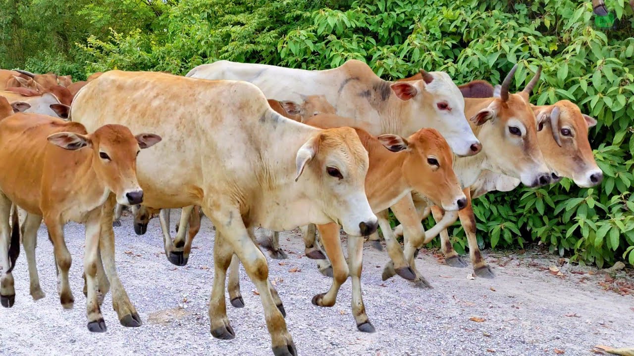 Kawasan Sapi Lembu Jinak Berkeliaran di jalan - Mengembala sapi lembu ...