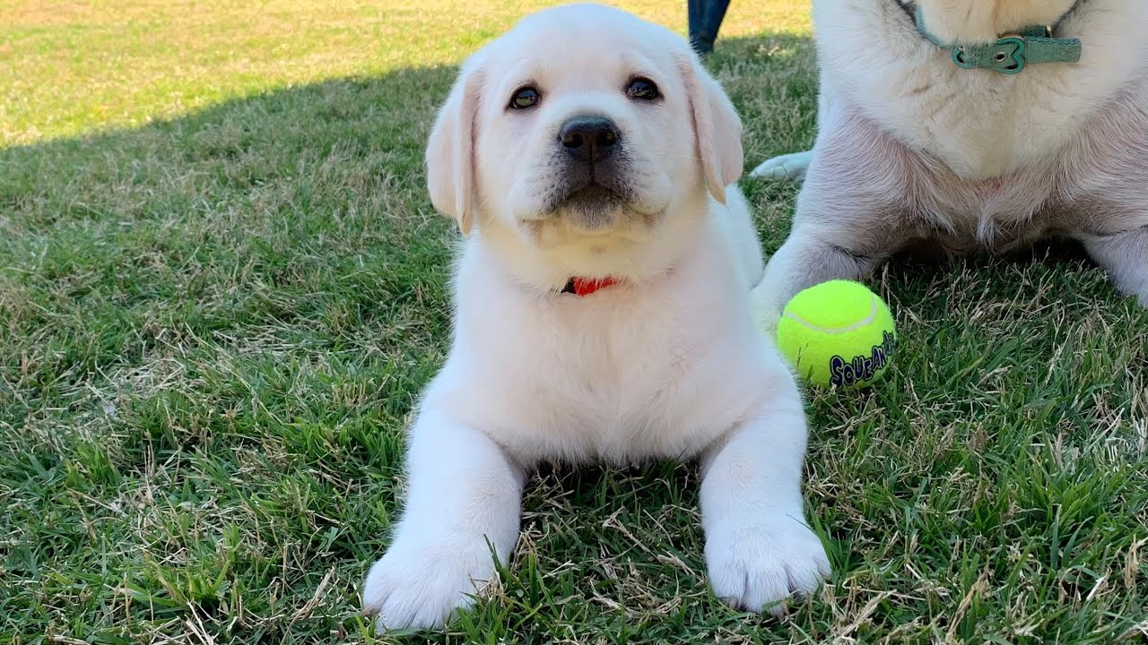 LIVE PUPPY CAM! Adorable Lab Puppies OUTSIDE Playing - So Cute! - YouTube