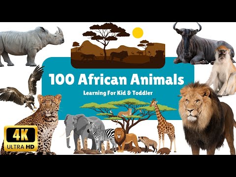 100 African Animals in English for Kids 🦁 | Wildlife Learning Videos 🐘
