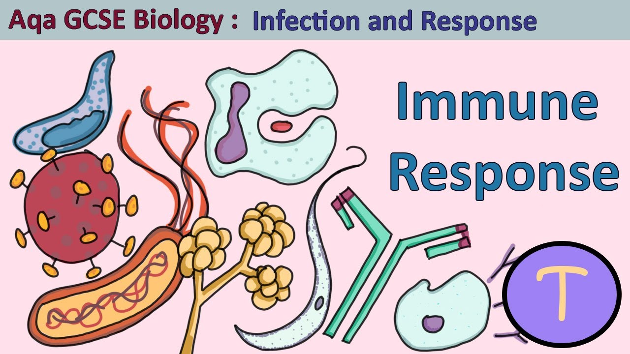 How your body saves you from IMPENDING DOOM! - Science GCSE Biology Aqa ...