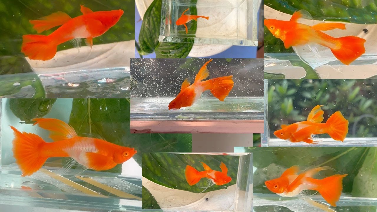 [GUPPY] SIÊU SALE 60 COMBO KOI RED EAR RIBBON HÀNG TUYỂN GIỐNG - YouTube