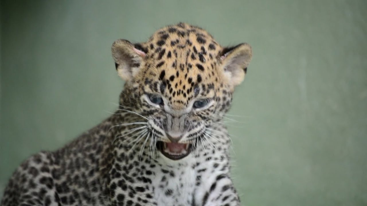 Nace una cría de leopardo de Sri Lanka en Bioparc Valencia - YouTube