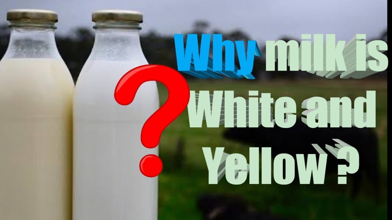 Why milk is WHITE in colour ?. reason for yellow colour in milk ...