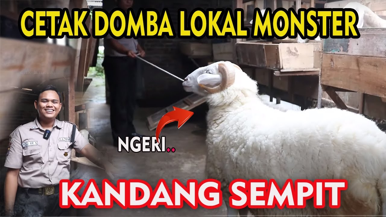 PEMULA !! CETAK DOMBA LOKAL SUPER BESAR,DI KANDANG SEMPIT PEDESAAN ...